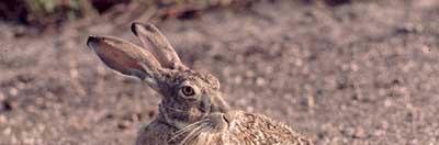 visitwimberley.com | Hill Country Wildlife